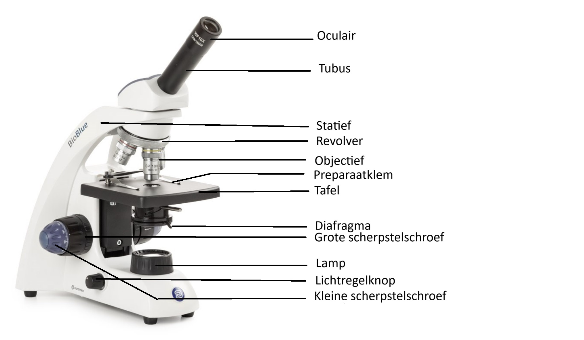 Tekenregels en microscopie – Wijkamps Wondere Wereld